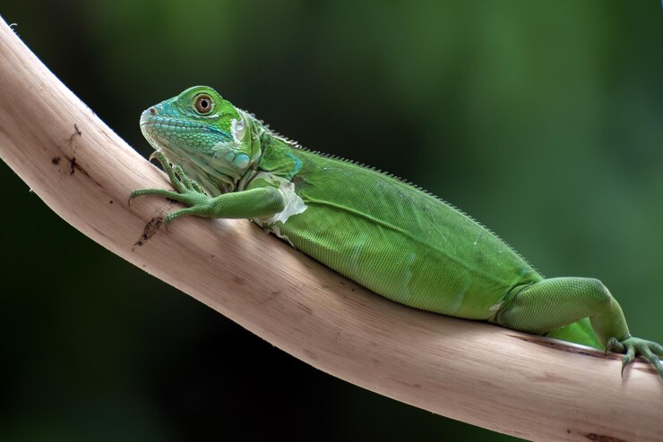 Gecko Years to Human Years Calculator - Gecko Age Calculator - YIHY