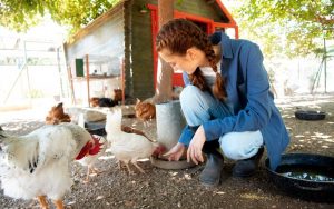 Chicken Years to Human Years Calculator - Chicken Age Calculator - YIHY