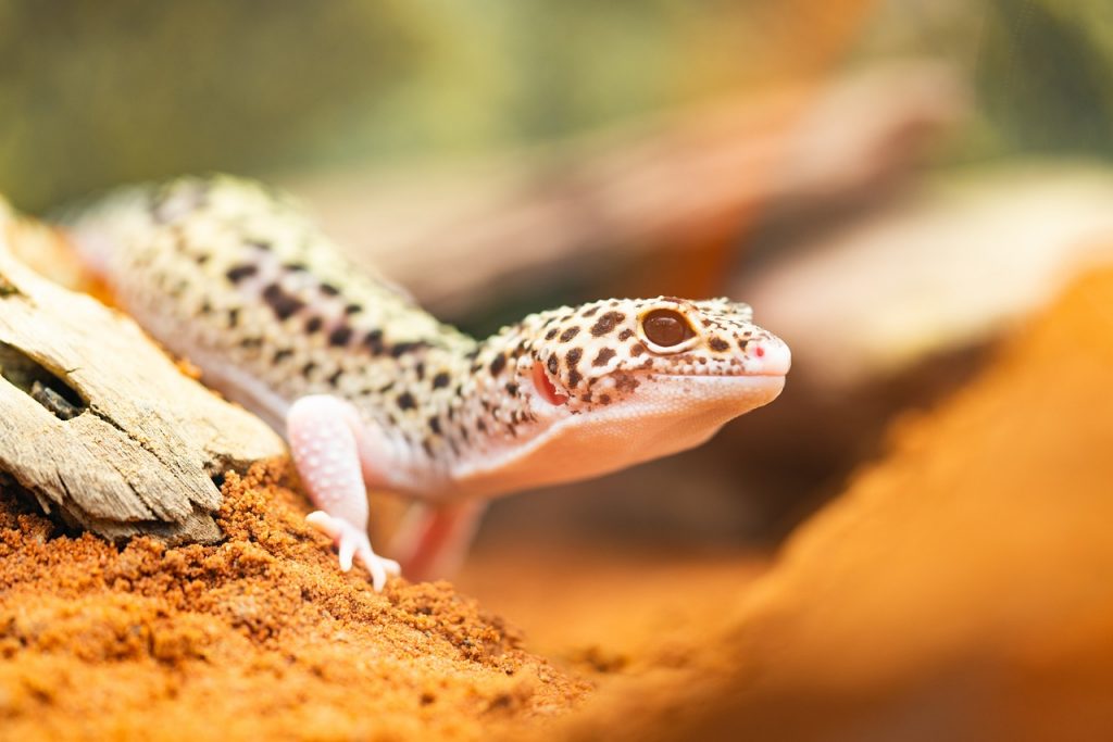550+ Leopard Gecko Names (Cute, Badass, Rare, Cool, Funny) - YIHY