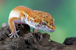 Leopard Gecko Size Weight Growth Chart - How Big Do Leopard Geckos Get ...