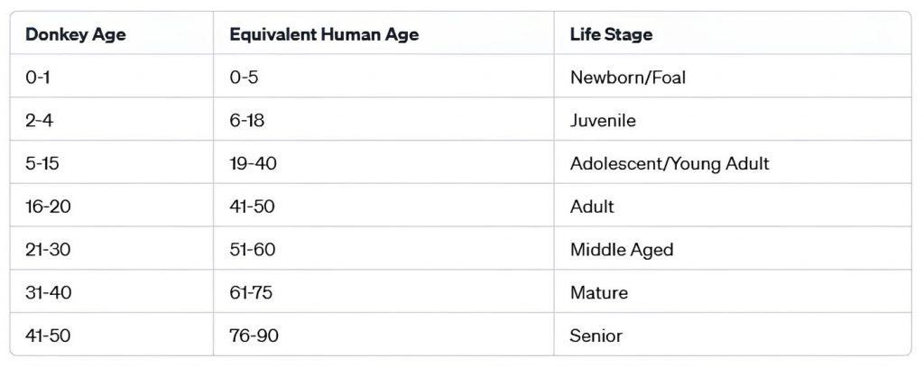 Donkey Years to Human Years (Calculator, Chart, Convert) - YIHY
