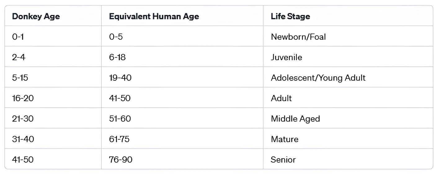 Donkey Years to Human Years (Calculator, Chart, Convert) - YIHY