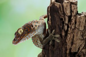 550+ Leopard Gecko Names (Cute, Badass, Rare, Cool, Funny) - YIHY