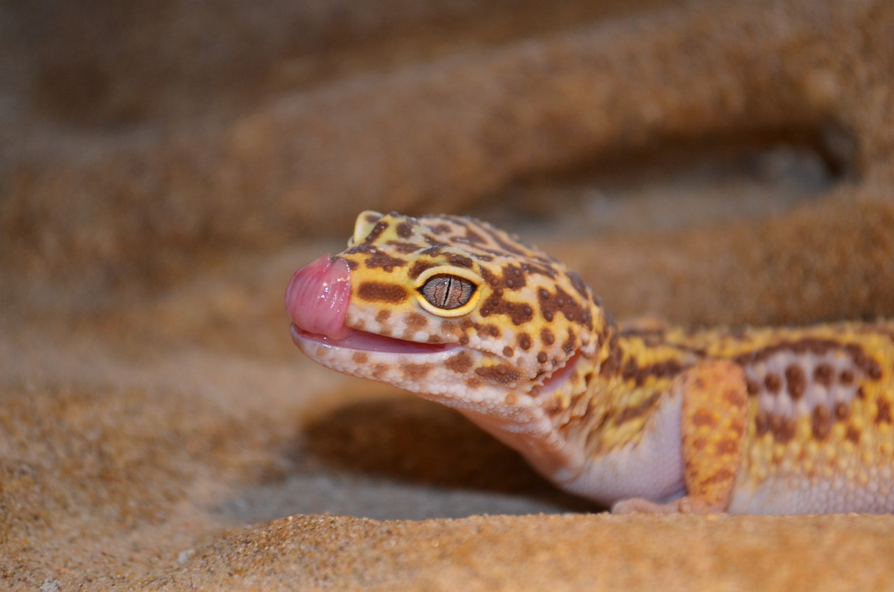 550+ Leopard Gecko Names (Cute, Badass, Rare, Cool, Funny) - YIHY
