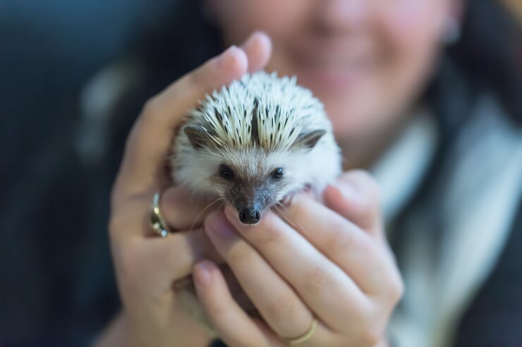 Hedgehog Years to Human Years - Hedgehog Age Calculator - YIHY