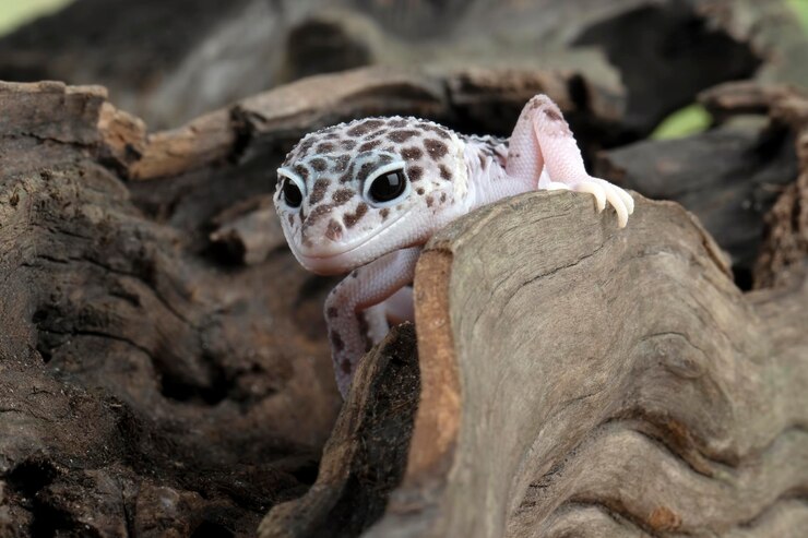 550+ Leopard Gecko Names (Cute, Badass, Rare, Cool, Funny) - YIHY