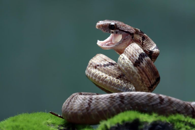 Snake Years to Human Years - Snake Age Calculator - YIHY