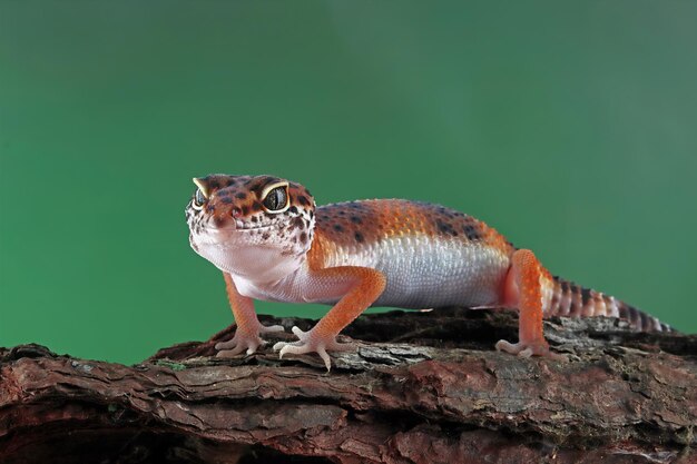 Leopard Gecko Years to Human Years - Leopard Gecko Calculator - YIHY