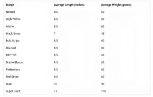 Leopard Gecko Size Weight Growth Chart - How Big Do Leopard Geckos Get ...