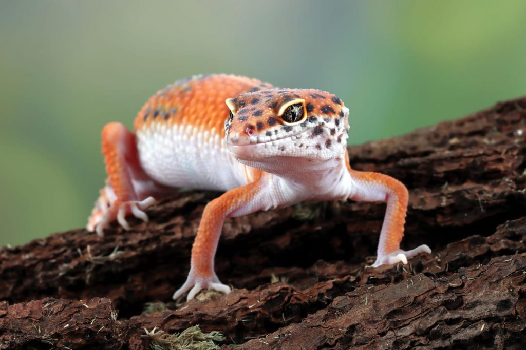 Leopard Gecko Years to Human Years - Leopard Gecko Calculator - YIHY
