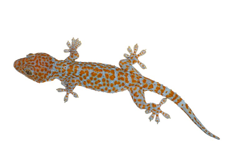 Leopard Gecko Years to Human Years - Leopard Gecko Calculator - YIHY
