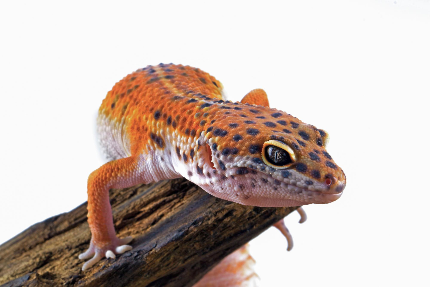 Lizard Years to Human Years - Lizard Age Calculator - YIHY