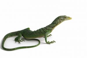 Lizard Years to Human Years - Lizard Age Calculator - YIHY