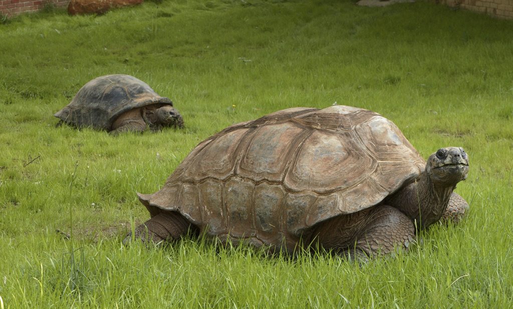 Turtle Years to Human Years - Turtle Age Calculator - YIHY
