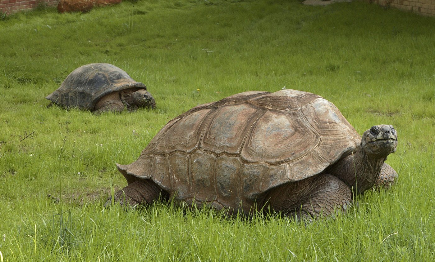 Turtle Years to Human Years - Turtle Age Calculator - YIHY