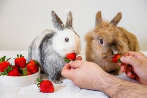 Rabbit Years to Human Years Calculator Bunny Age Calculator - YIHY