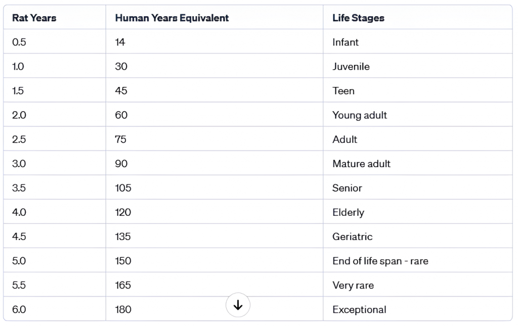 Rat Years to Human Years - Rat Age Calculator - YIHY