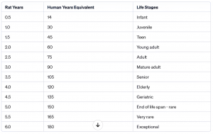 Rat Years to Human Years - Rat Age Calculator - YIHY