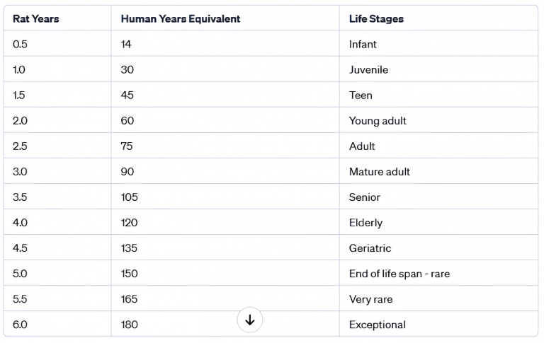 Rat Years to Human Years - Rat Age Calculator - YIHY