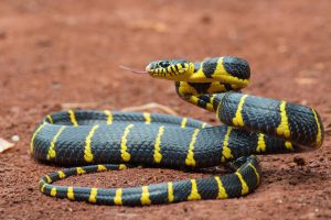 Snake Years to Human Years - Snake Age Calculator - YIHY