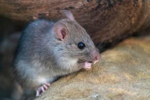 Rat Years to Human Years - Rat Age Calculator - YIHY