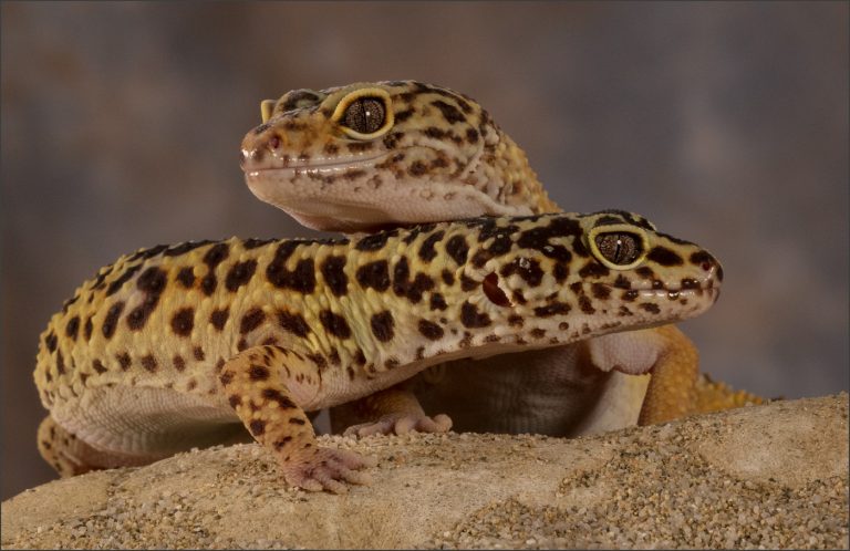 Leopard Gecko Size Weight Growth Chart - How Big Do Leopard Geckos Get ...