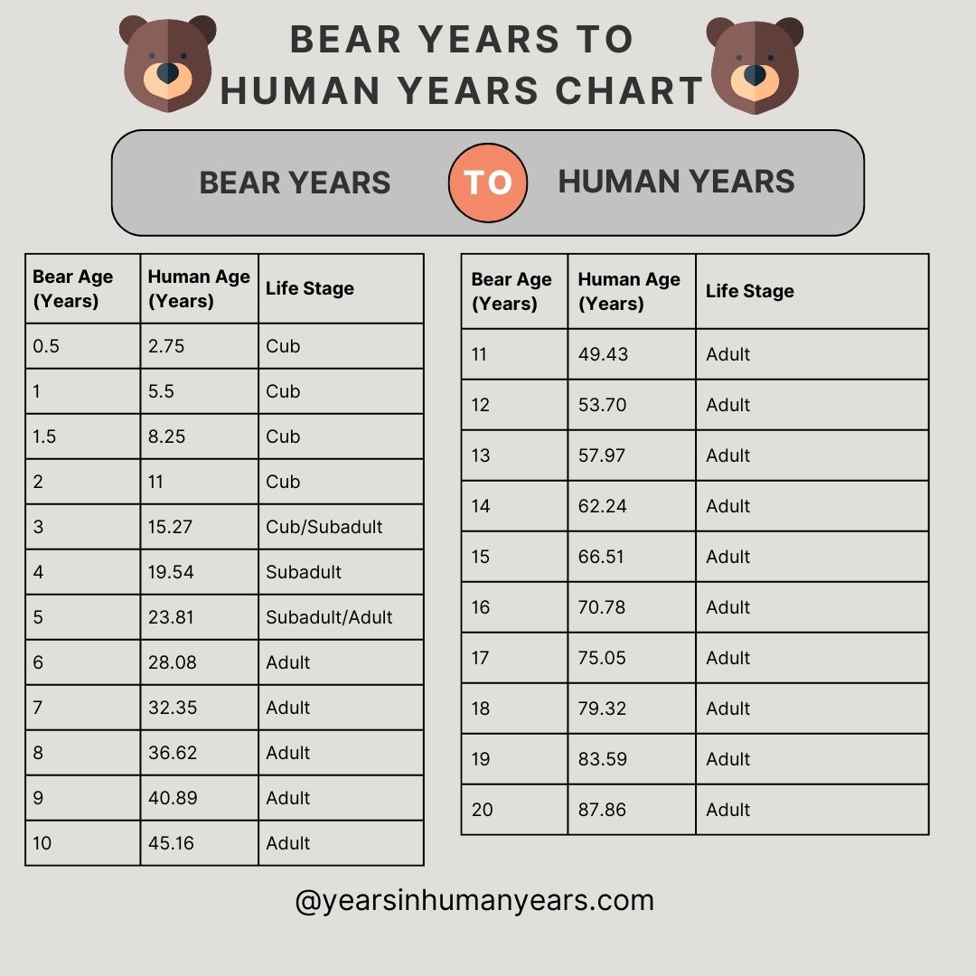 Bear Years to Human Years (Calculator, Age, Chart) - YIHY