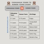 Chihuahua Age in Human Years (How Old is Chihuahua) - YIHY