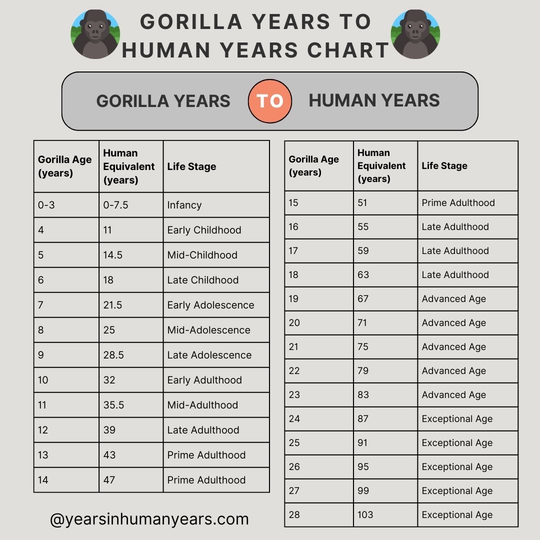 Gorilla Years to Human Years - Gorilla Age Calculator - YIHY