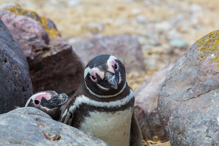 Penguin Years to Human Years - Penguin Age Calculator - YIHY