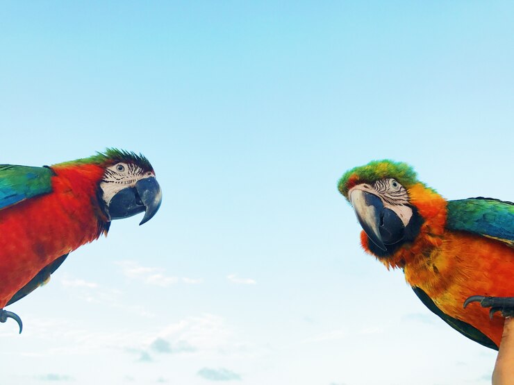Parrot Years to Human Years - Parrot Age Calculator - YIHY