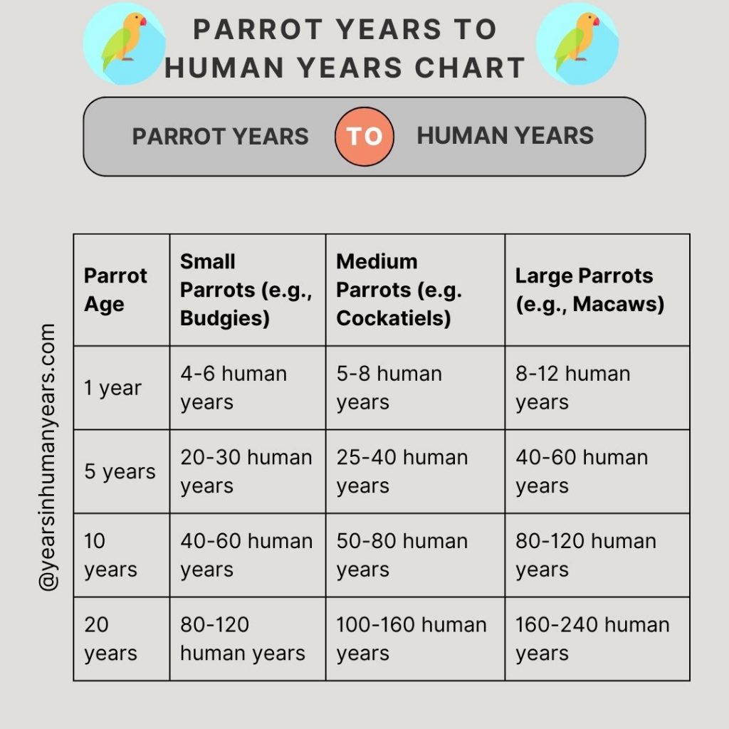 Parrot Years to Human Years - Parrot Age Calculator - YIHY