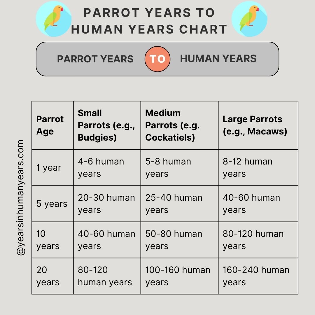 Parrot Years to Human Years - Parrot Age Calculator - YIHY
