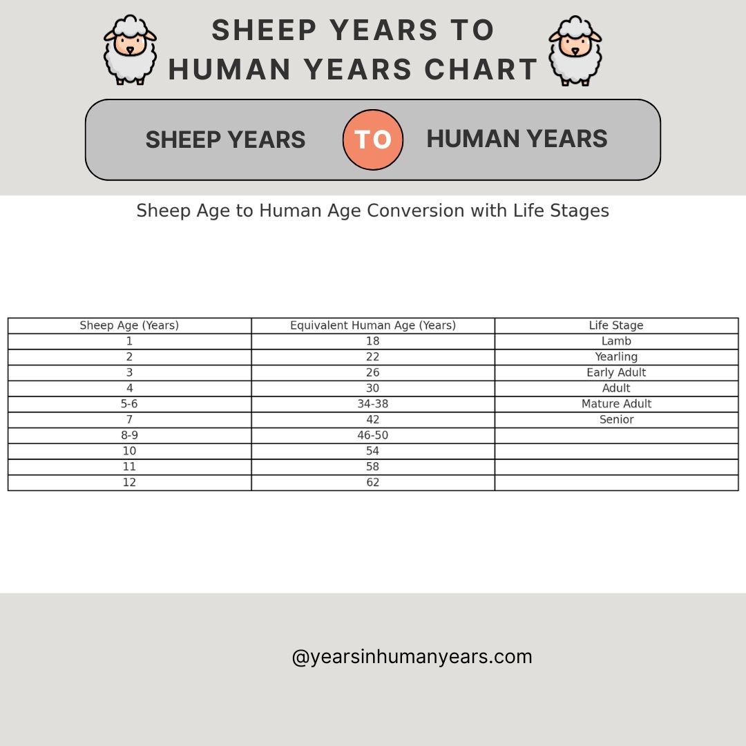 Sheep Years to Human Years - Sheep Age Calculator - YIHY