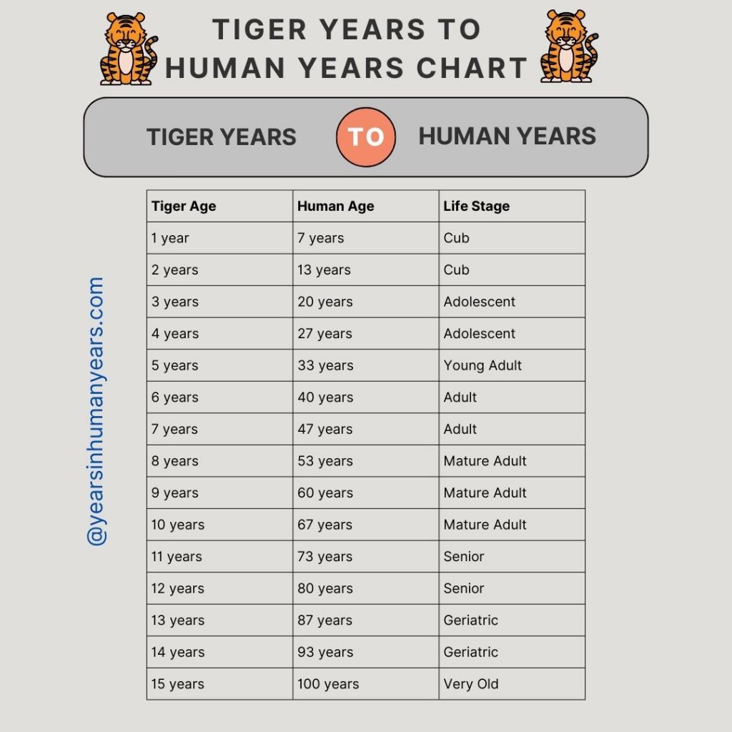 Tiger Years to Human Years (Calculator, Chart, Age) - YIHY