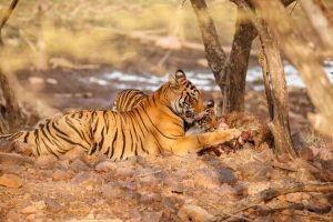 Tiger Years to Human Years (Calculator, Chart, Age) - YIHY