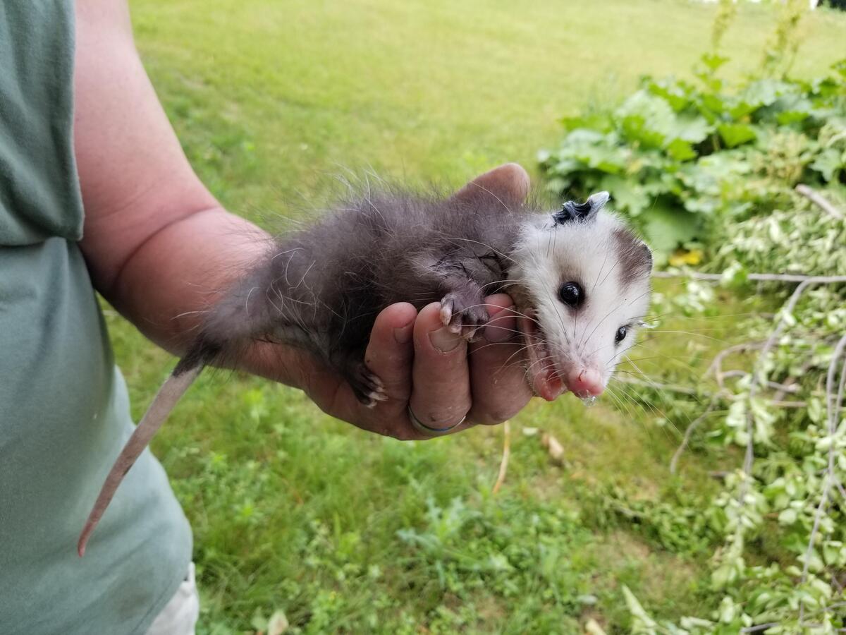 Do Possums Hibernate in the Winter? - YIHY