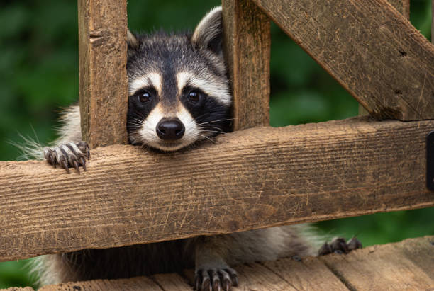 Racoon Lifespan - How Long Do Raccoons Live - YIHY