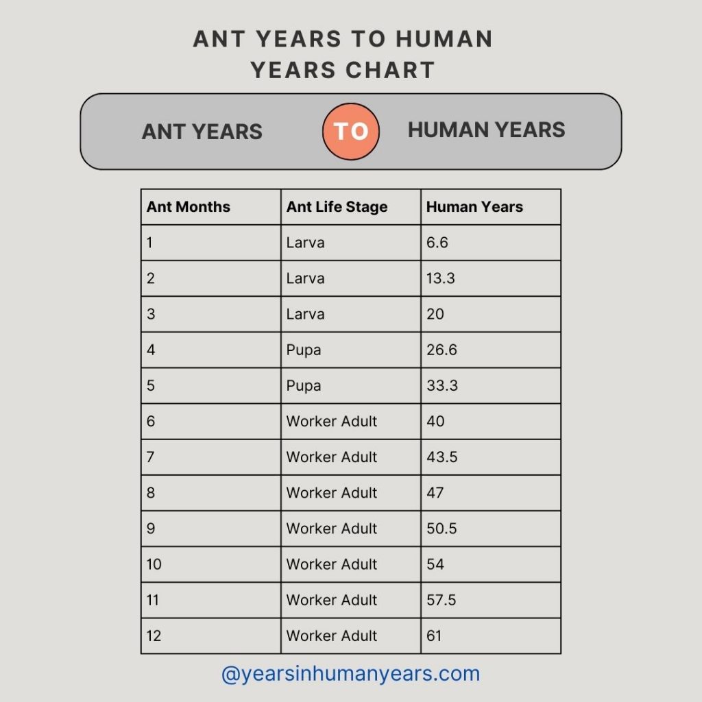 Ant Years to Human Years (Calculator, Chart, Age) - YIHY