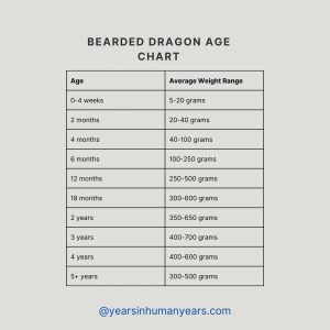 Bearded Dragon Age Chart (Size, Weight, Growth) - YIHY