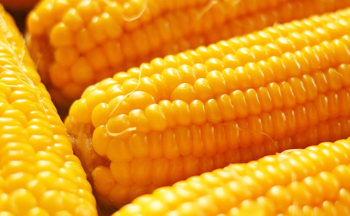 Can Bearded Dragons Eat Sweetcorn? Good or Bad? - YIHY