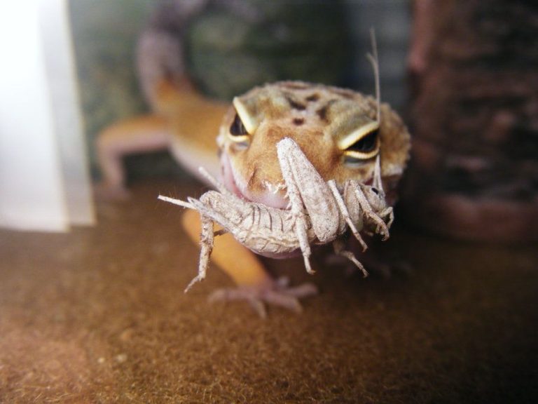 Can Crested Geckos Eat Crickets - How Many Crickets to Feed - YIHY