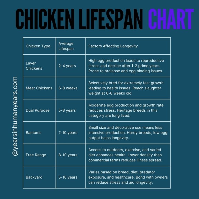 Average Chicken Lifespan - How Long Do Chickens Live - YIHY
