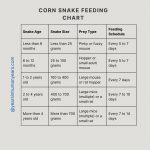 What Do Corn Snakes Eat - What Can Corn Snake Eat and How Often - YIHY