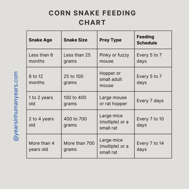 What Do Corn Snakes Eat - What Can Corn Snake Eat and How Often - YIHY