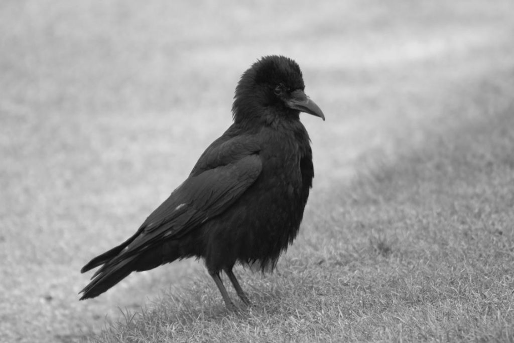 How Long Do Crows Live - Crows Lifespan 300 - YIHY