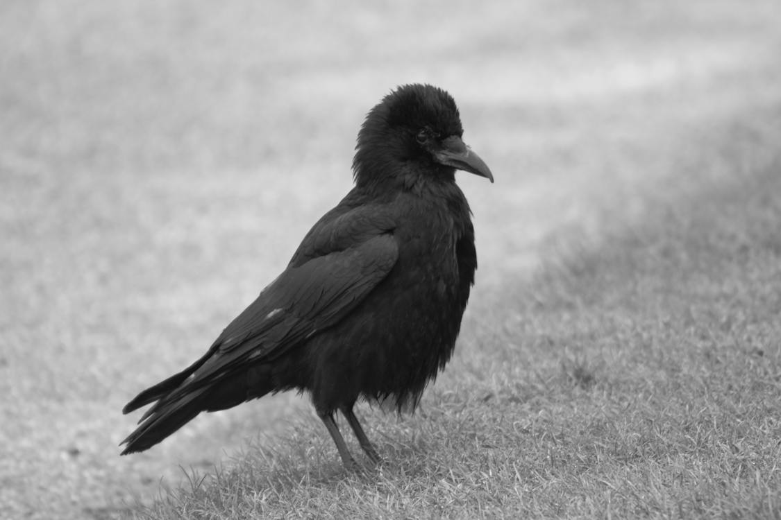 How Long Do Crows Live - Crows Lifespan 300 - YIHY