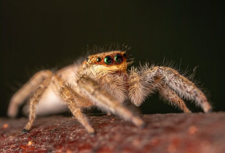Do Jumping Spiders Bite - Is it Poisonous or Dangerous - YIHY
