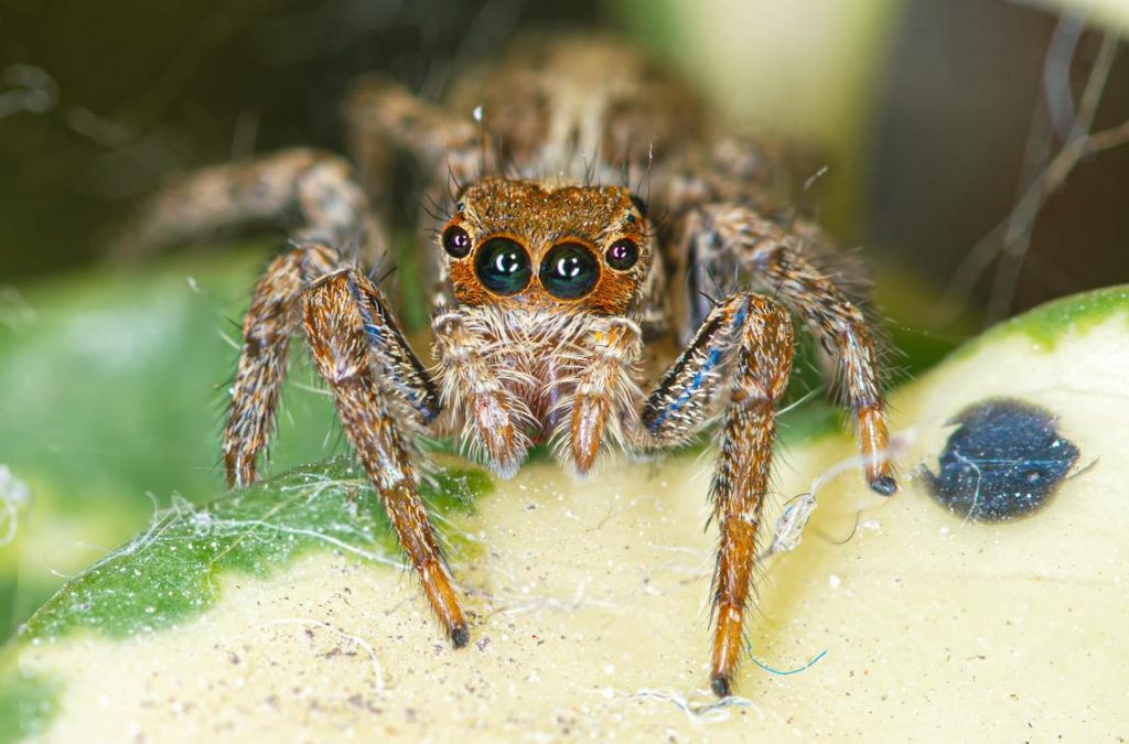 Do Jumping Spiders Bite - Is it Poisonous or Dangerous - YIHY