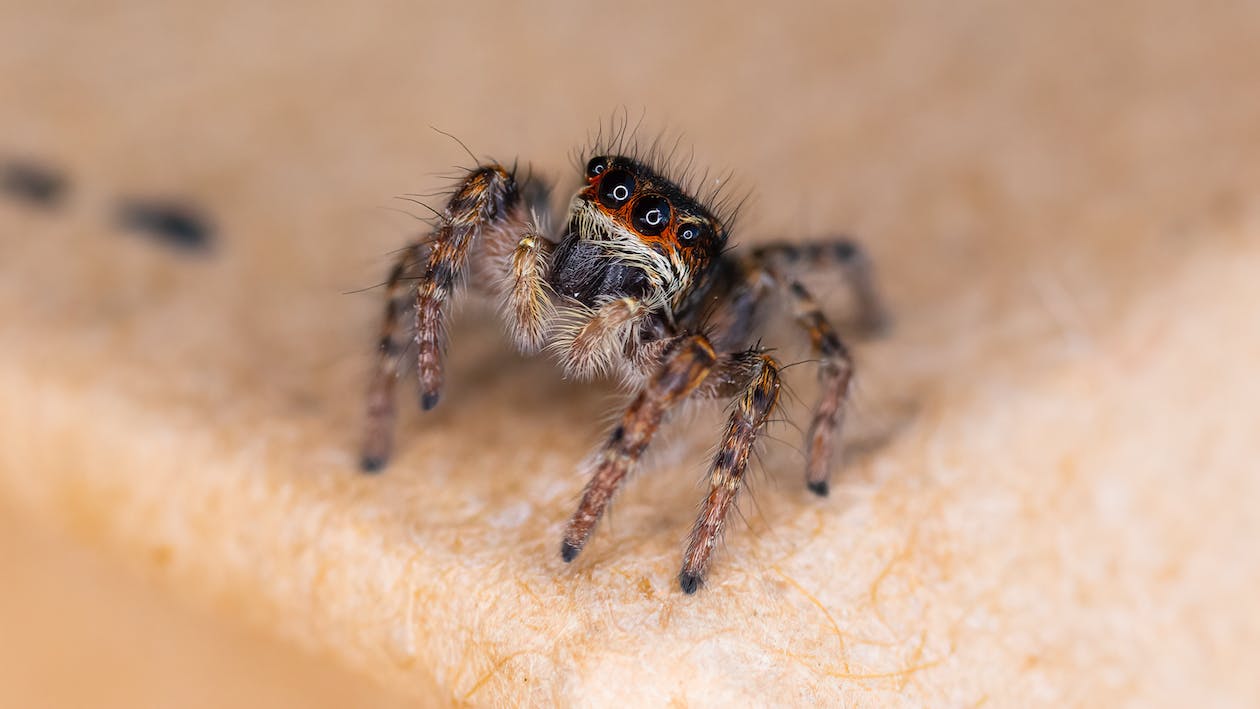 Do Jumping Spiders Bite - Is it Poisonous or Dangerous - YIHY